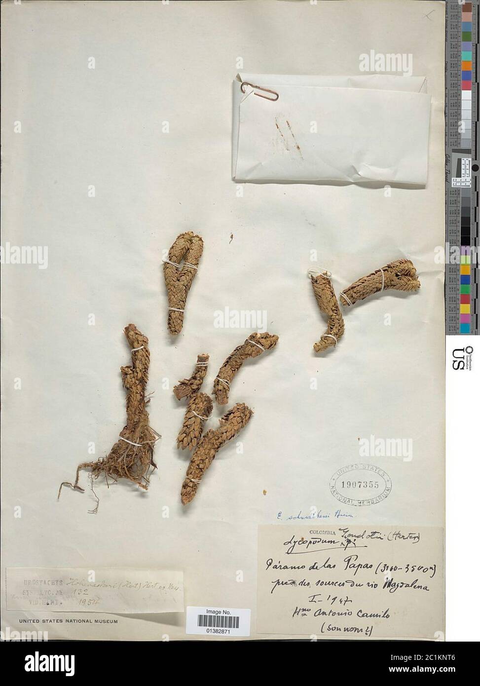 Phlegmariurus schmidtchenii Hieron B llg Phlegmariurus schmidtchenii ...