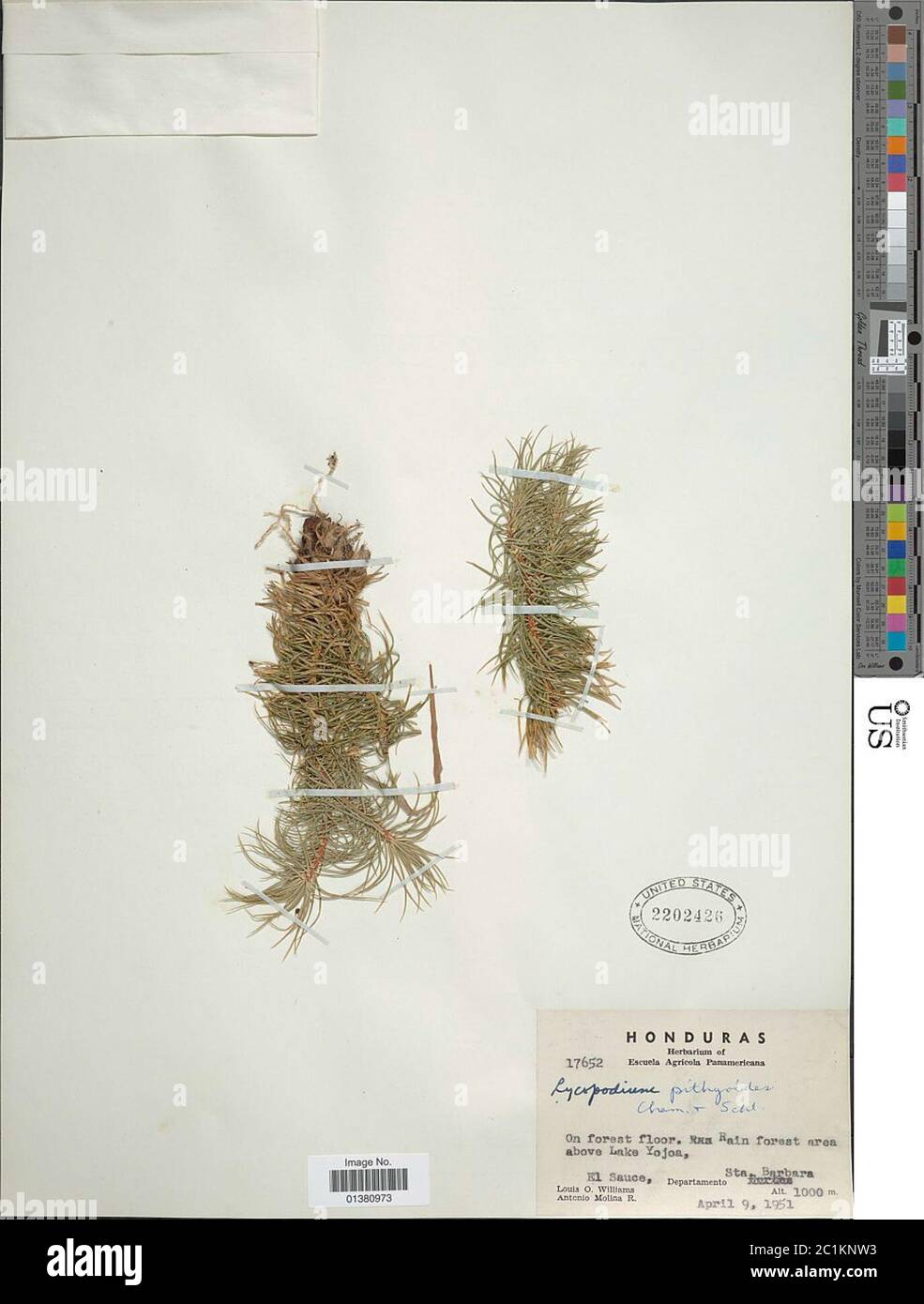Phlegmariurus pithyoides Schltdl Cham B llg Phlegmariurus pithyoides ...