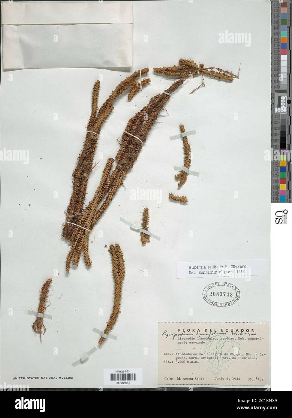 Phlegmariurus sellifolius B llg B llg Phlegmariurus sellifolius B llg B ...