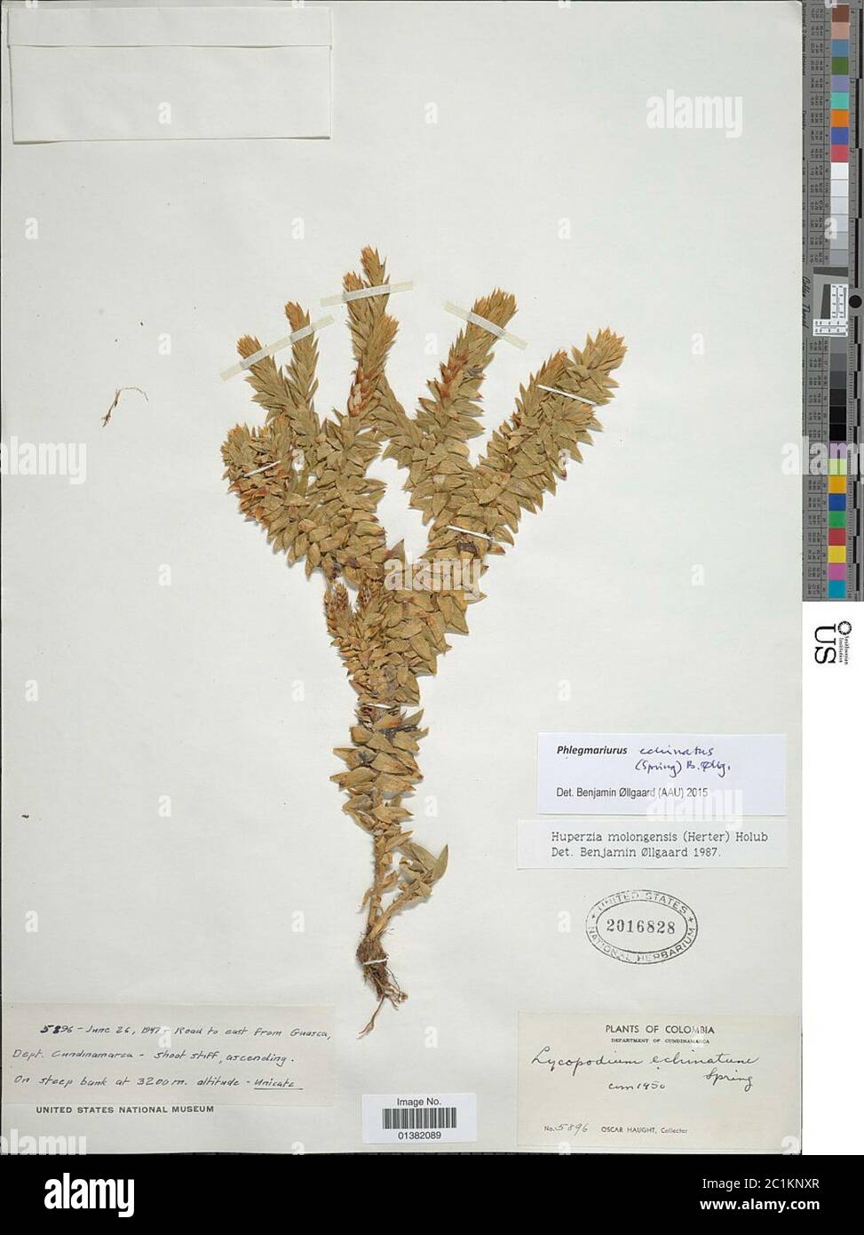 Phlegmariurus echinatus Spring B llg Phlegmariurus echinatus Spring B ...