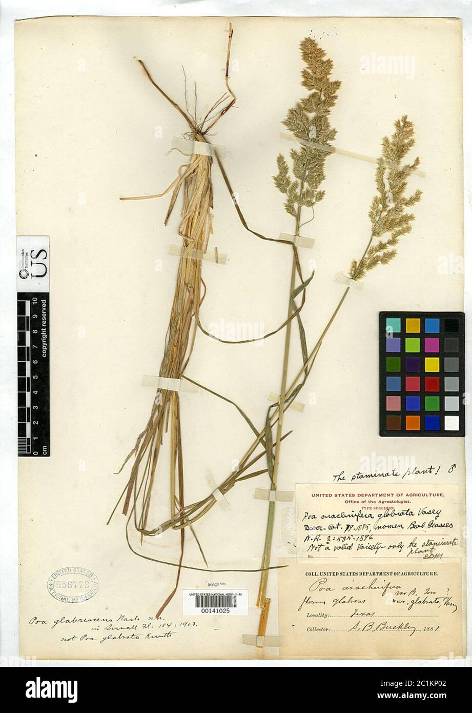 Poa arachnifera hi-res stock photography and images - Alamy