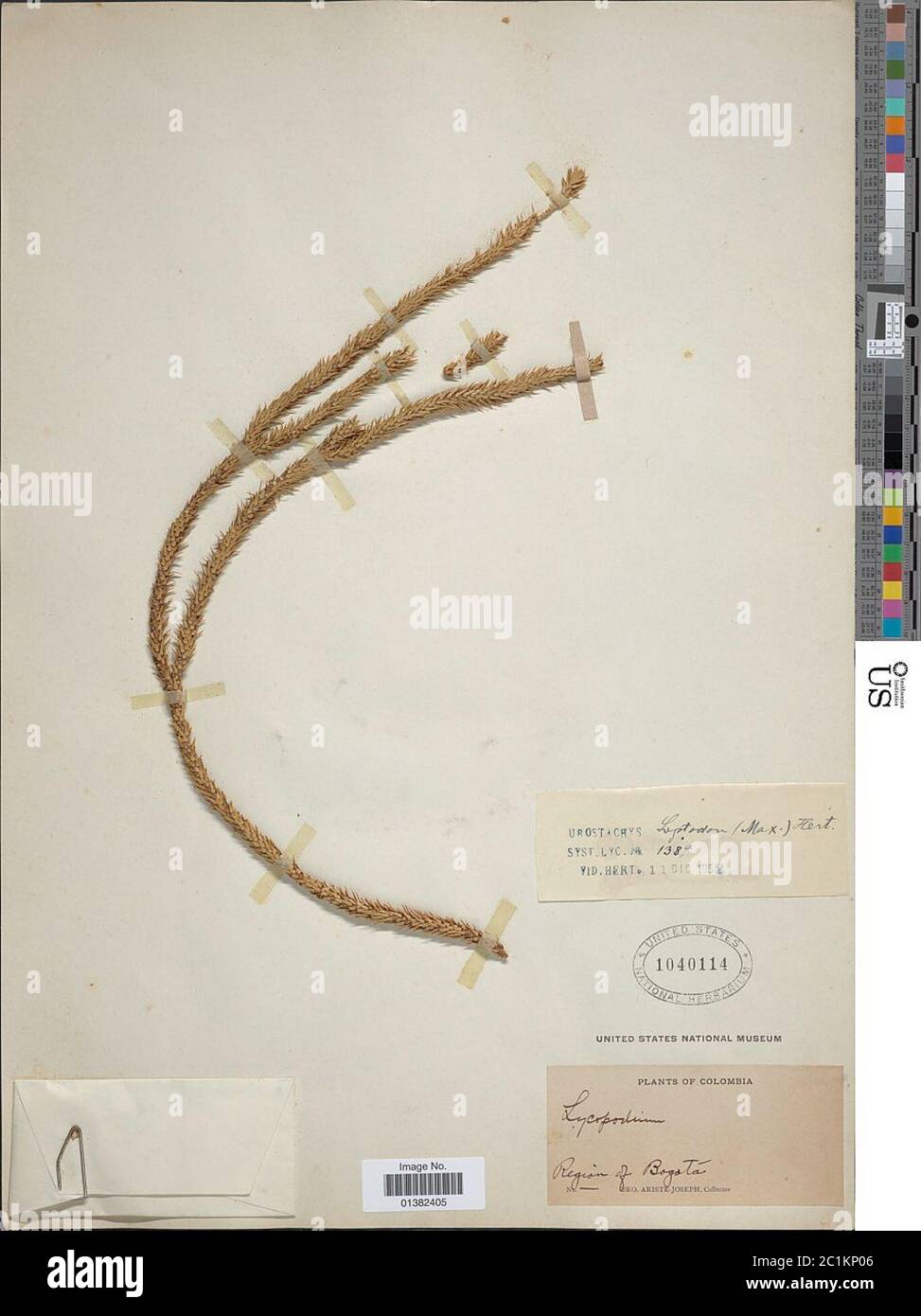 Leptodon hi-res stock photography and images - Alamy