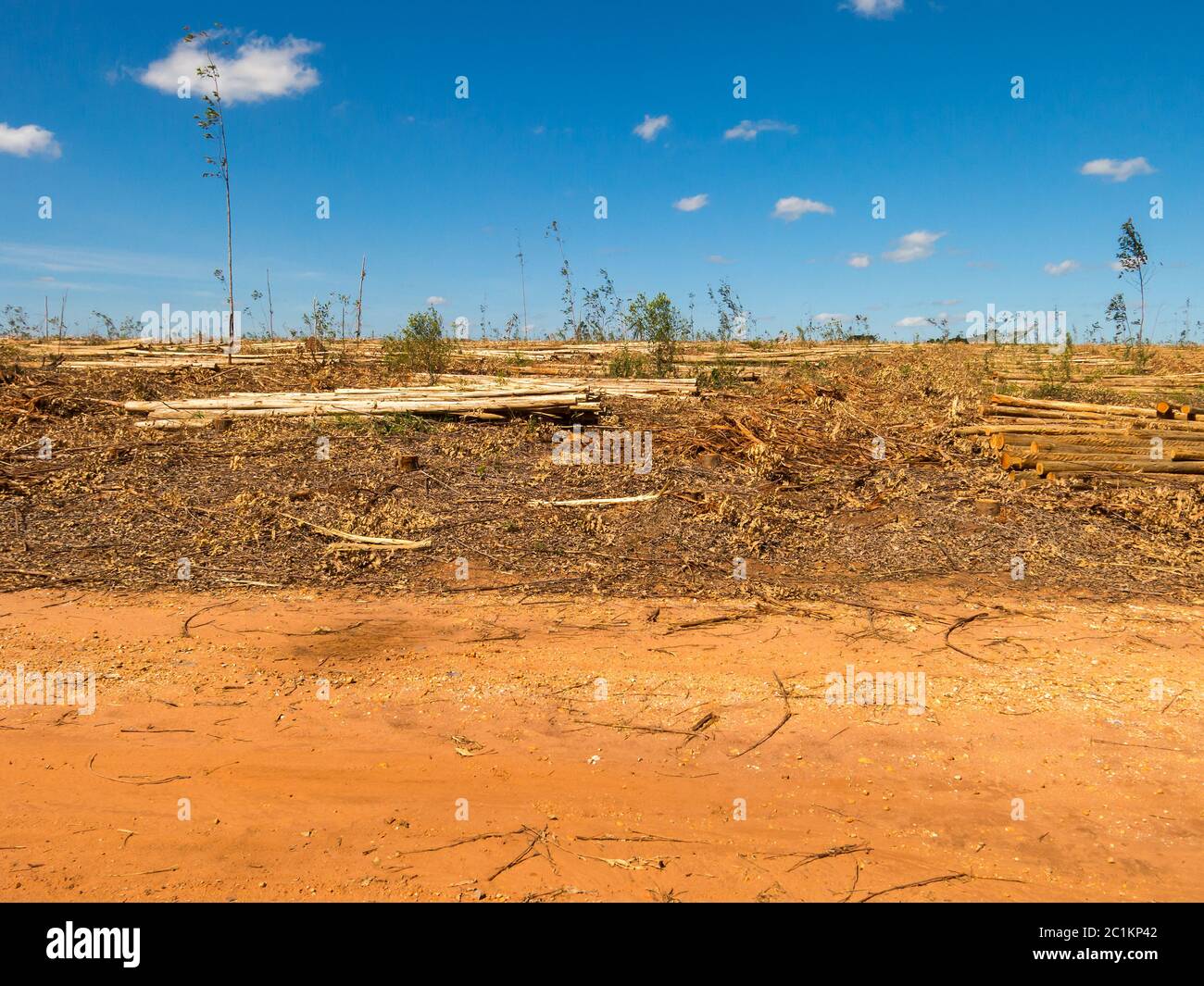 Devastated land in eucalyptus plantation in Brazil Stock Photo - Alamy