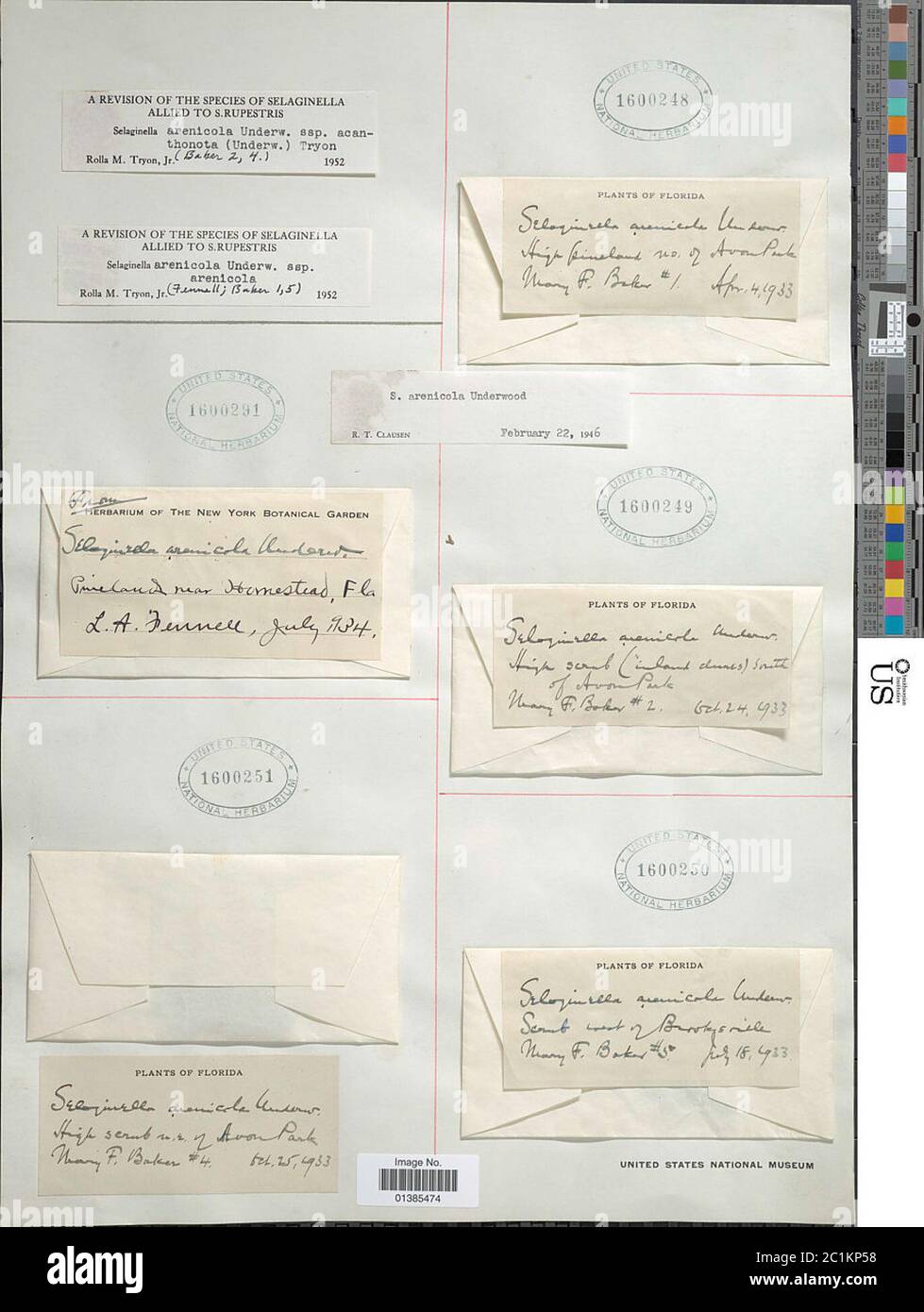 Selaginella arenicola Underw subsp arenicola Selaginella arenicola ...