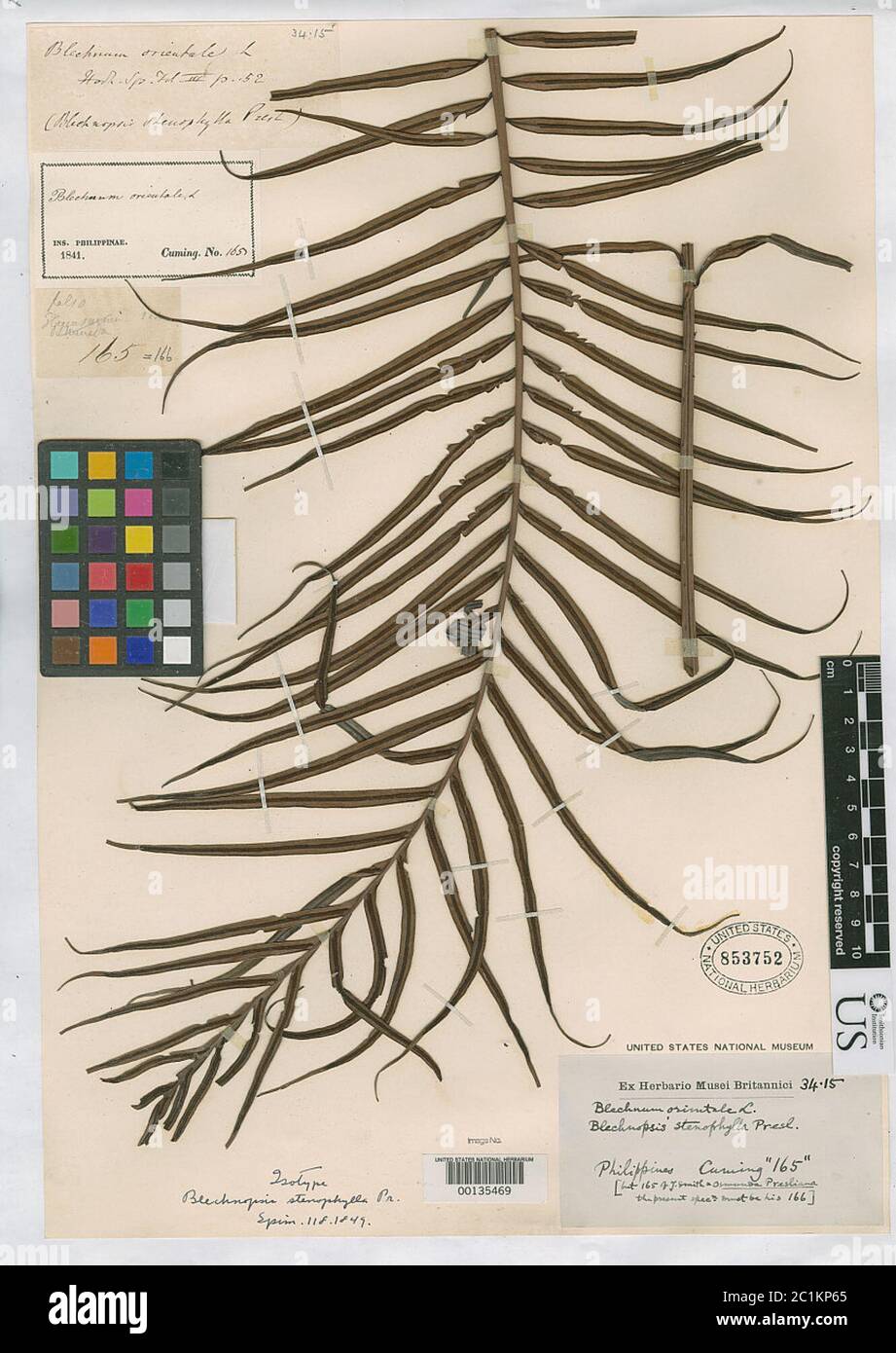 Stenophylla hi-res stock photography and images - Alamy