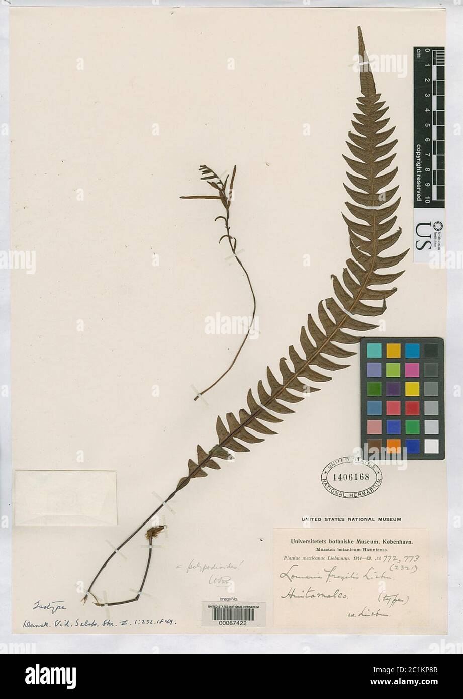 Lomaria fragilis Liebm Lomaria fragilis Liebm Stock Photo - Alamy