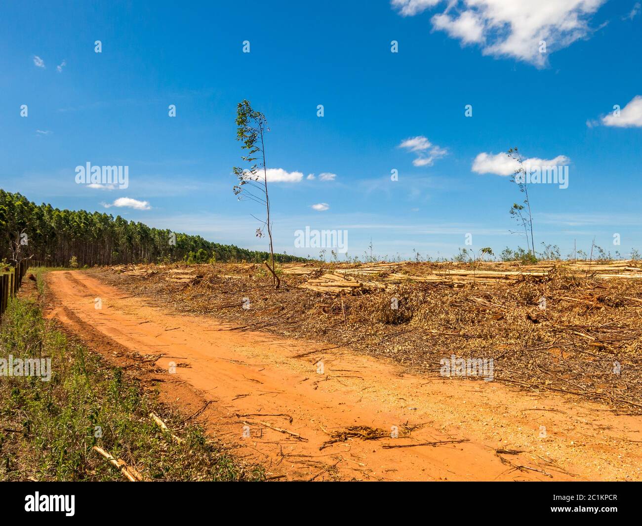 Devastated land in eucalyptus plantation in Brazil Stock Photo - Alamy