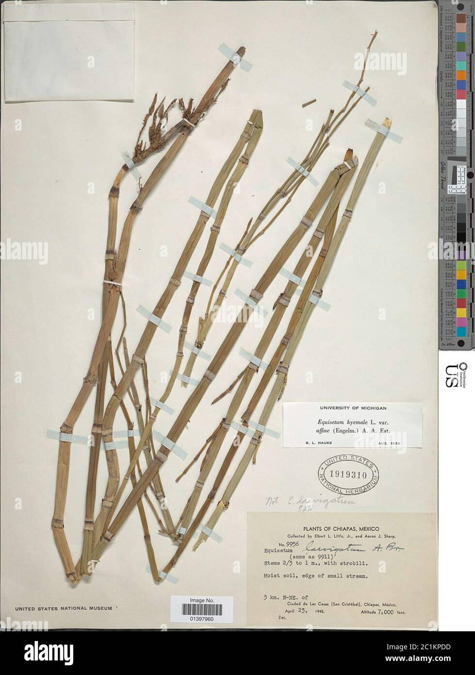 Equisetum hyemale L Equisetum hyemale L Stock Photo - Alamy