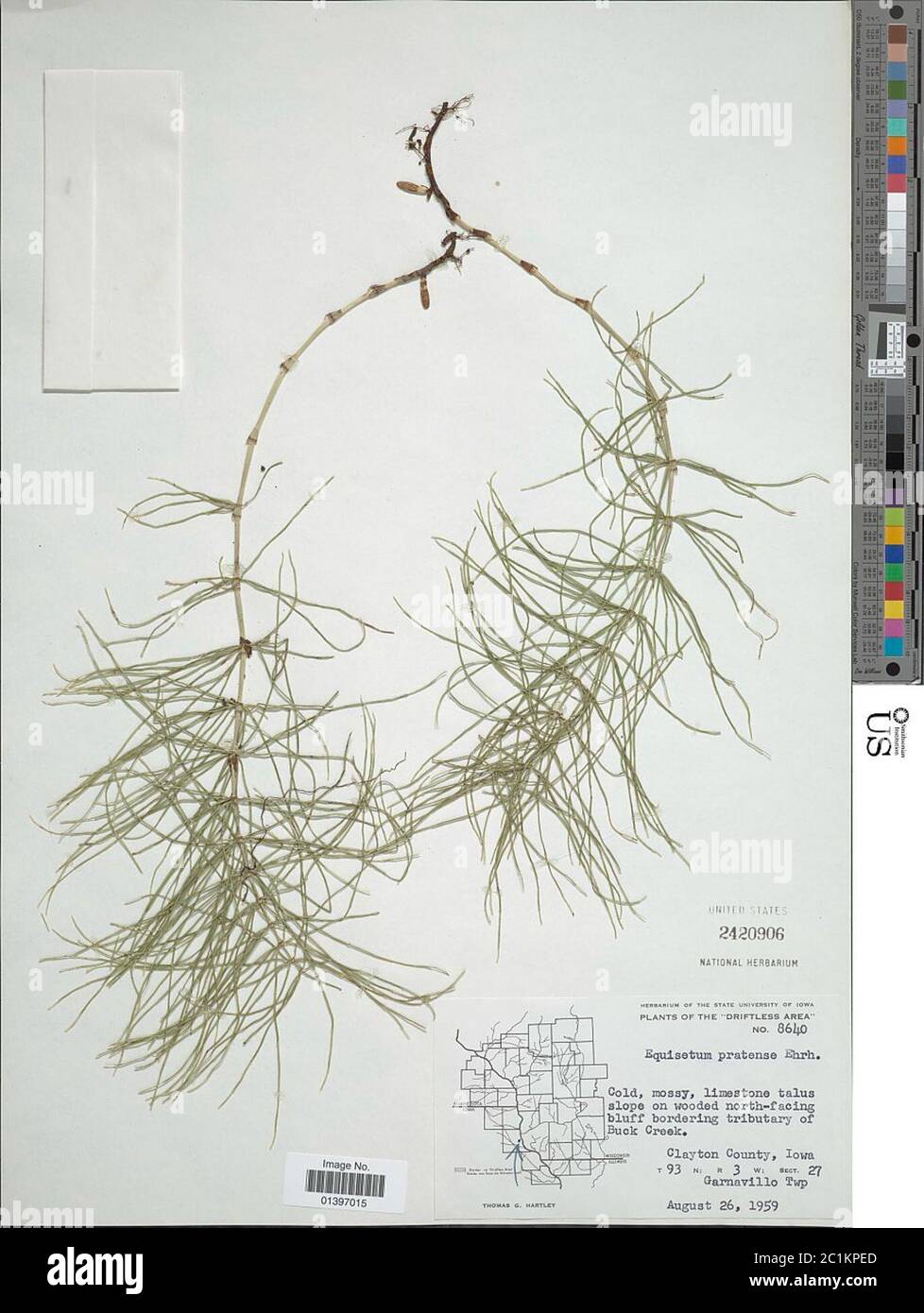 Equisetum pratense Ehrh Stock Photo - Alamy