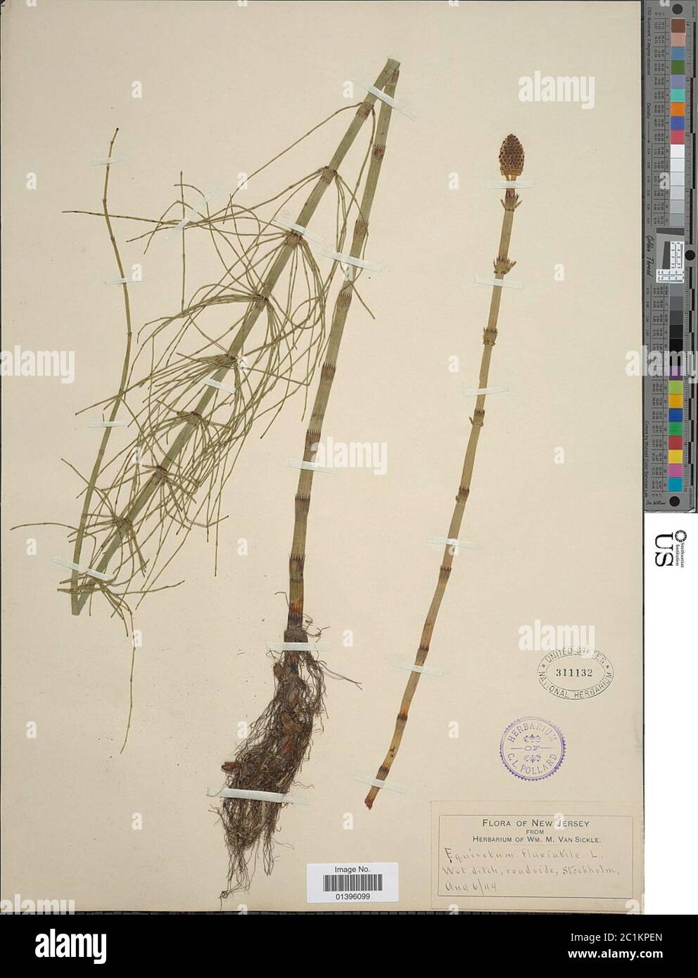 Equisetum fluviatile L Equisetum fluviatile L Stock Photo - Alamy