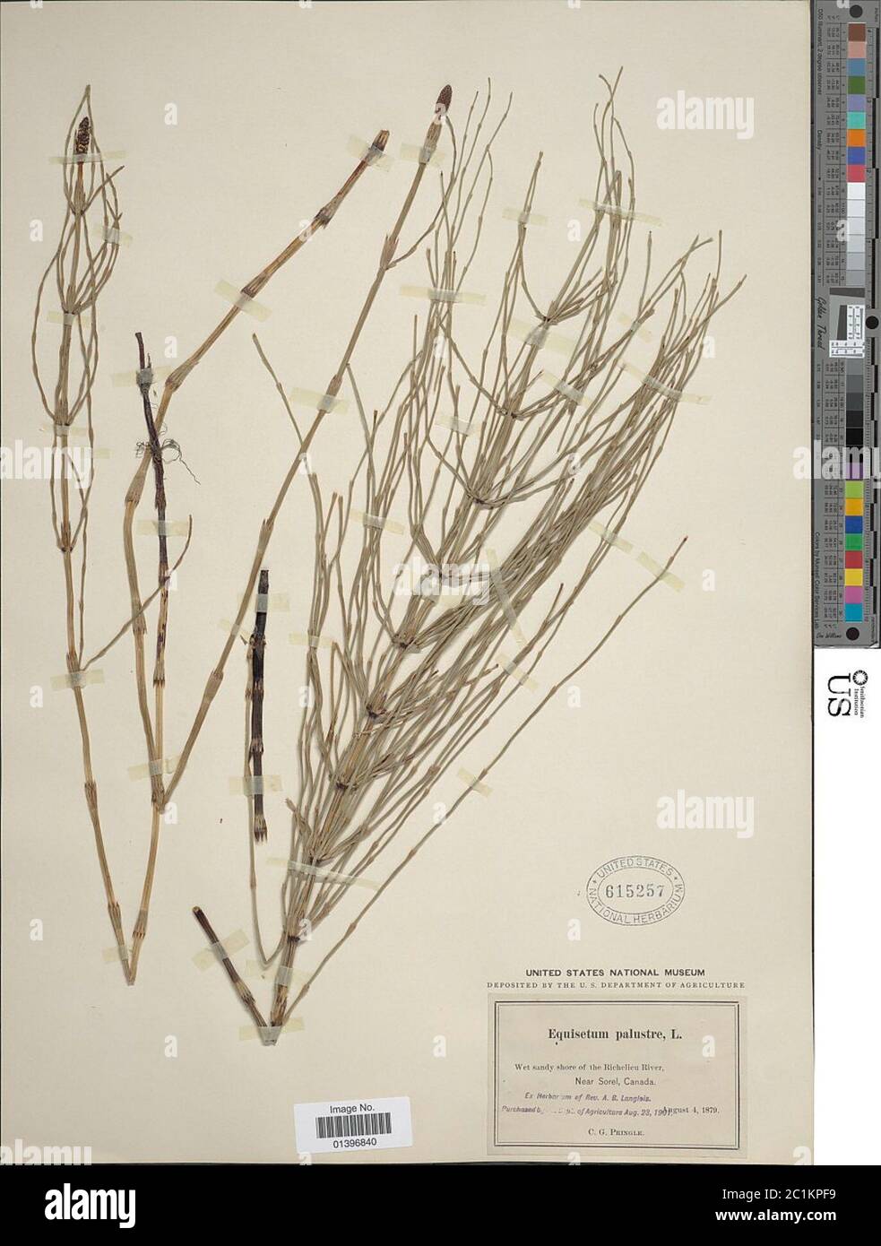 Equisetum palustre L Equisetum palustre L Stock Photo - Alamy