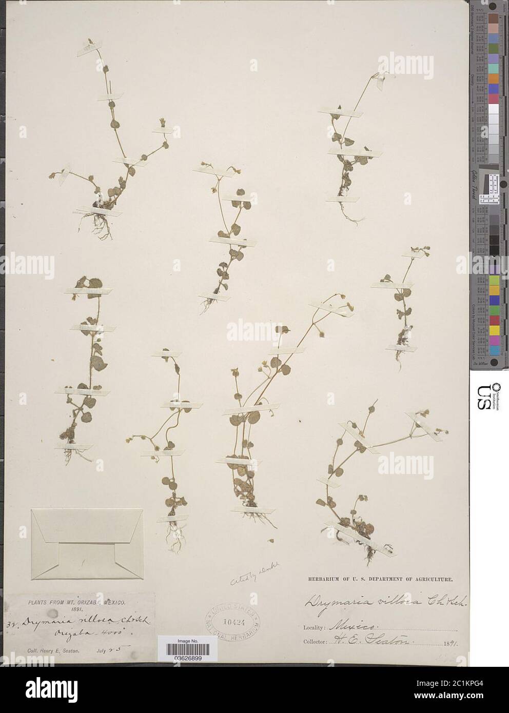 Drymaria villosa Cham Schltdl Drymaria villosa Cham Schltdl Stock Photo ...