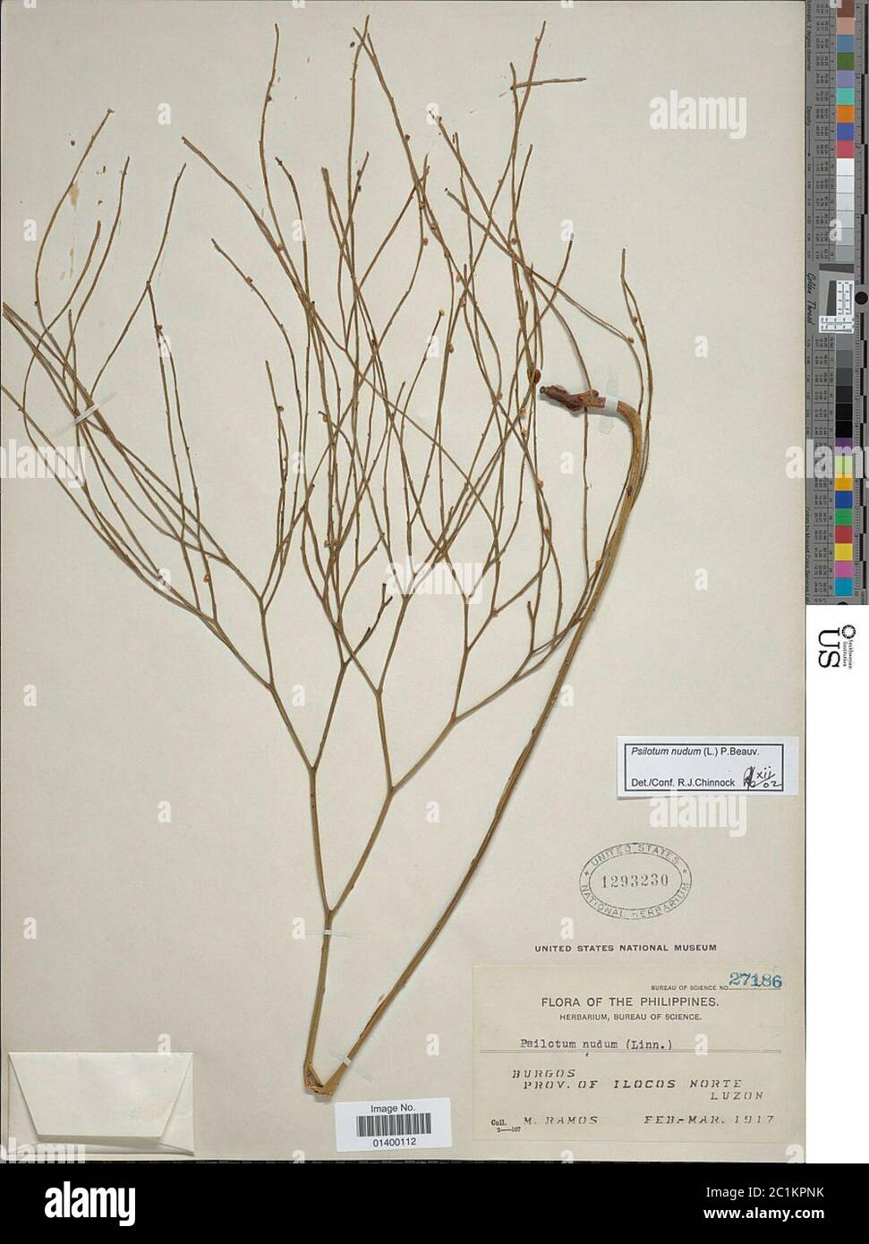 Psilotum Nudum High Resolution Stock Photography and Images - Alamy