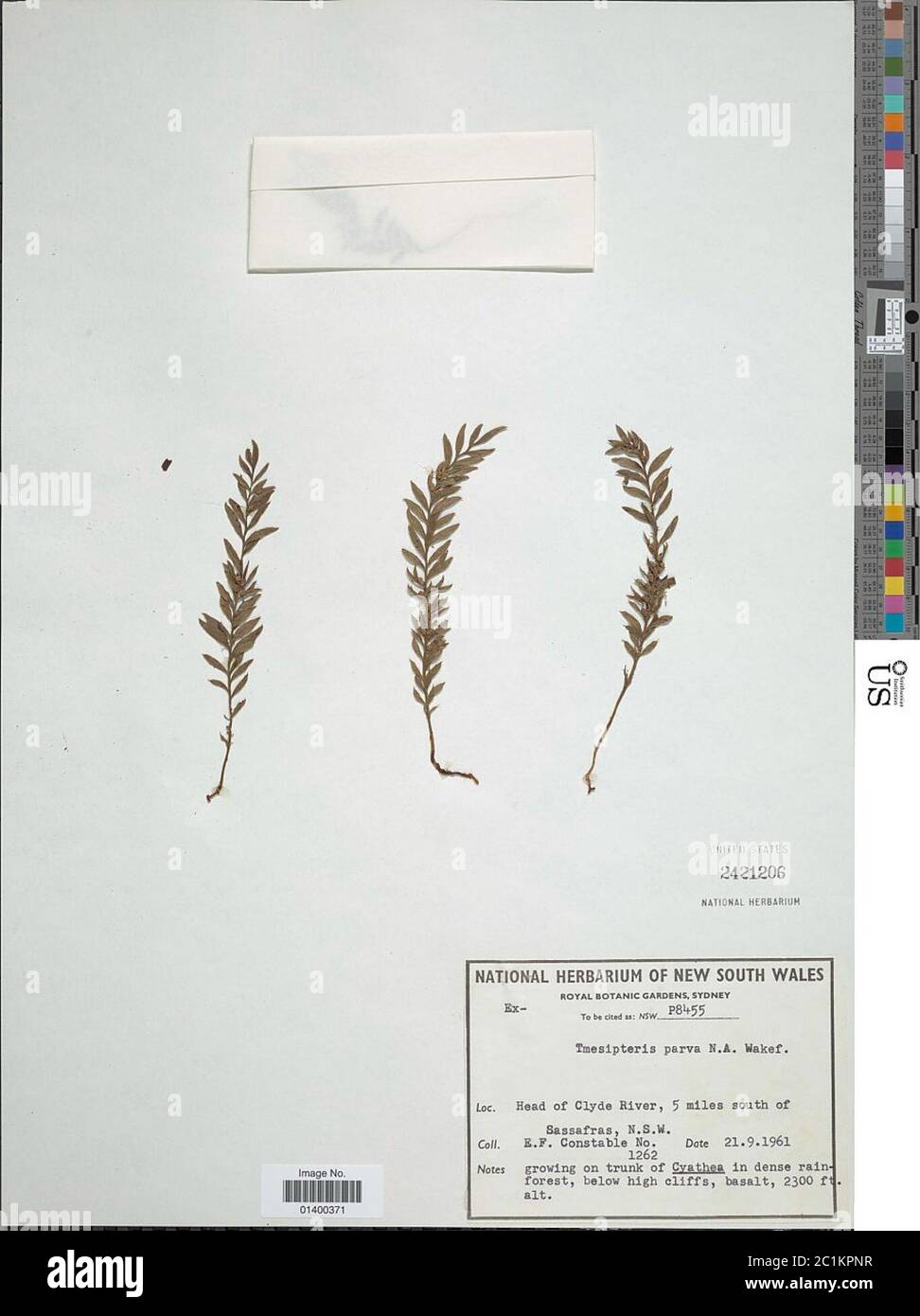 Tmesipteris hi-res stock photography and images - Alamy