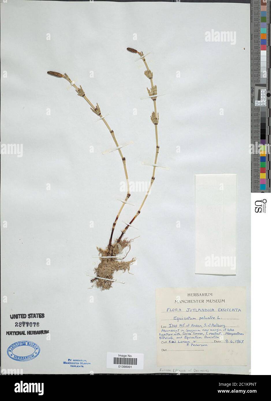 Equisetum palustre L Equisetum palustre L Stock Photo - Alamy