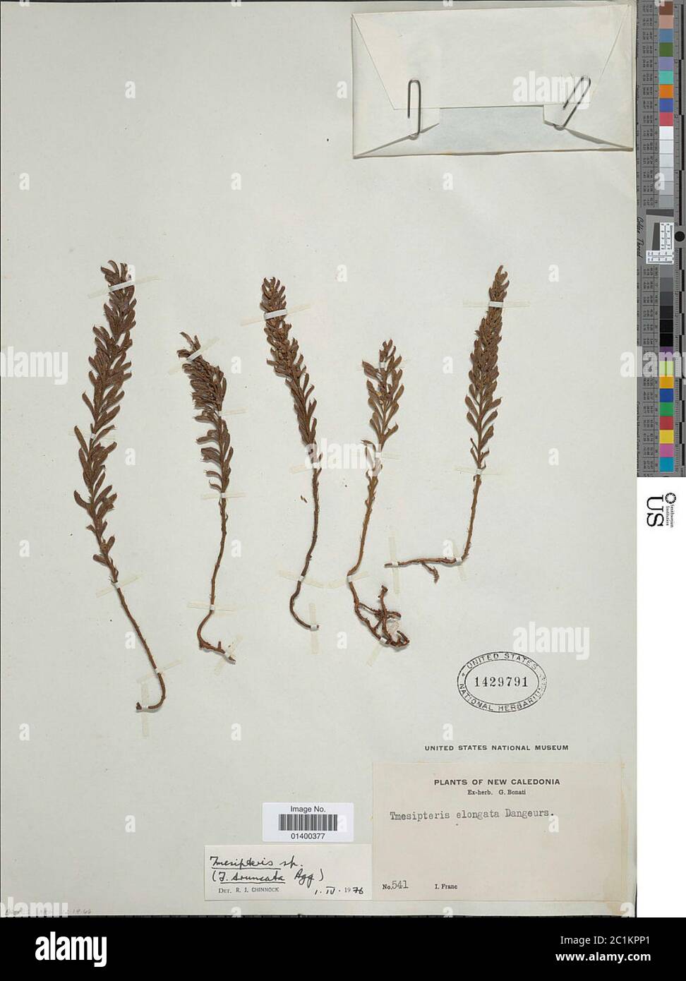 Tmesipteris hi-res stock photography and images - Alamy