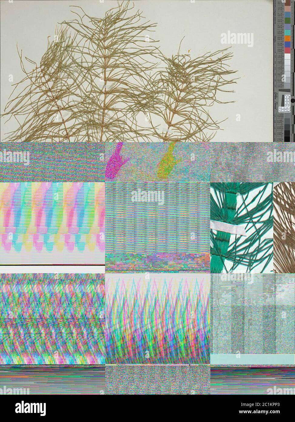 Equisetum pratense Ehrh Stock Photo - Alamy