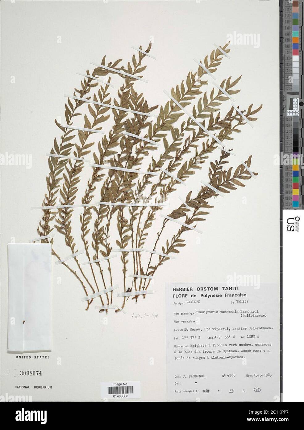 Tmesipteris tannensis Spreng Bernh Tmesipteris tannensis Spreng Bernh ...