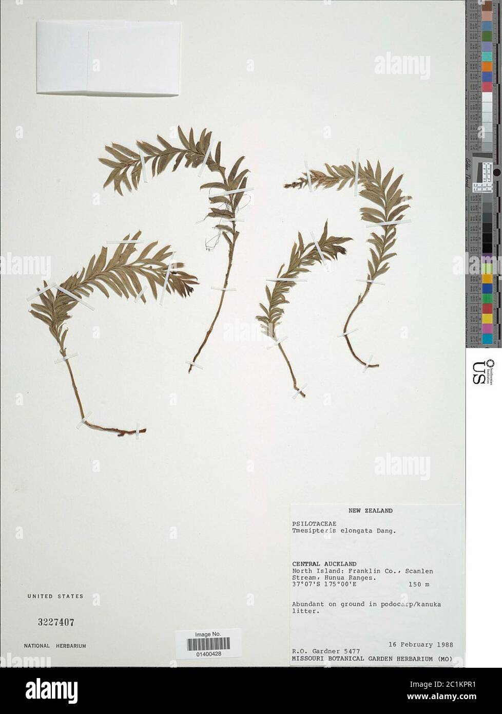 Tmesipteris hi-res stock photography and images - Alamy