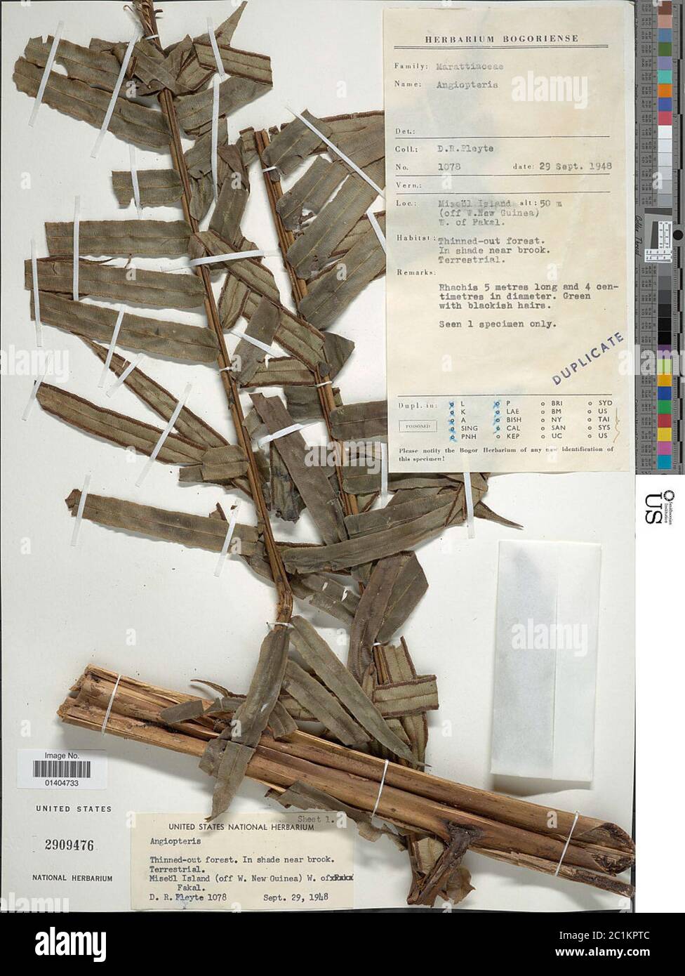 Angiopteris hi-res stock photography and images - Alamy