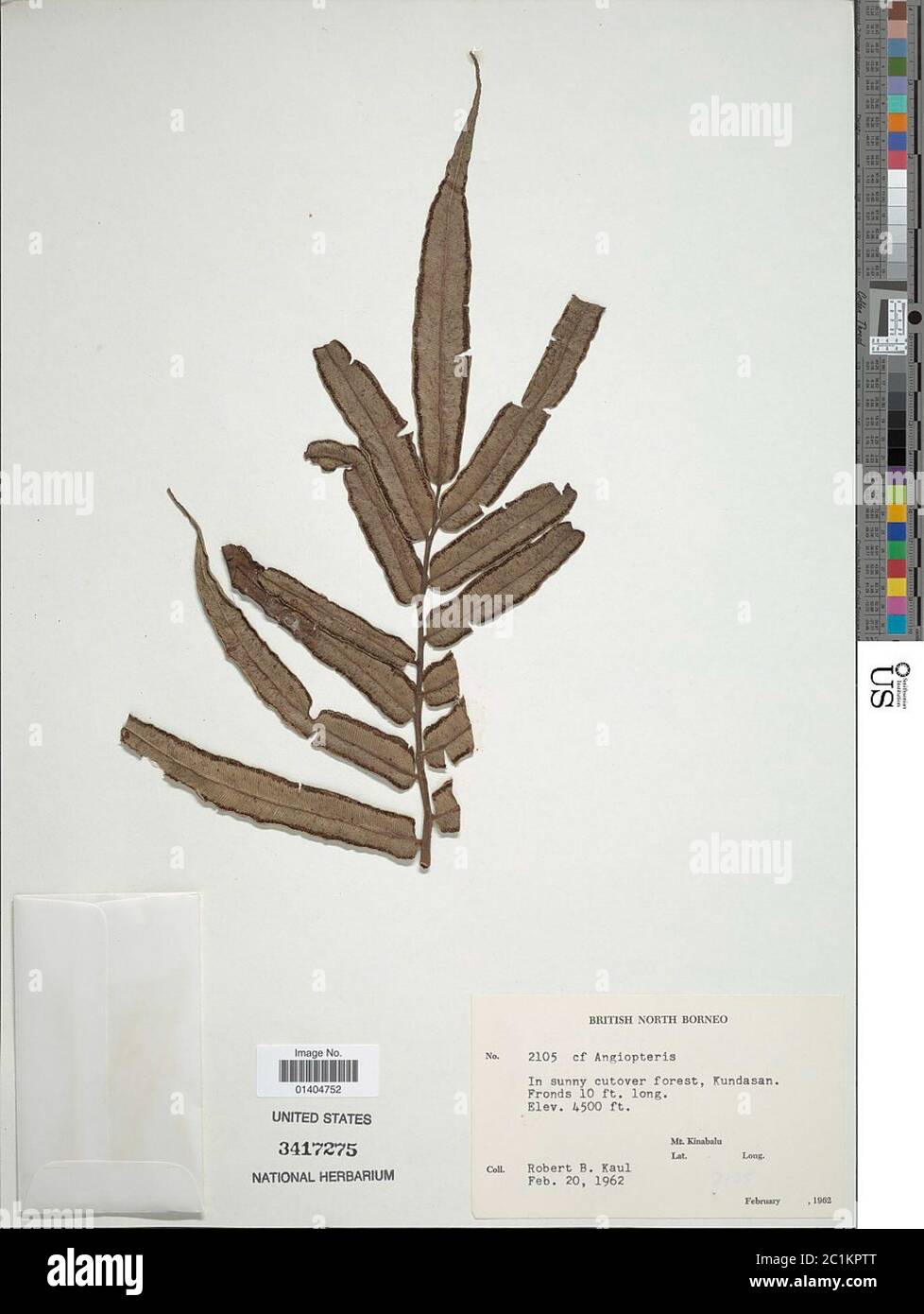 Angiopteris hi-res stock photography and images - Alamy