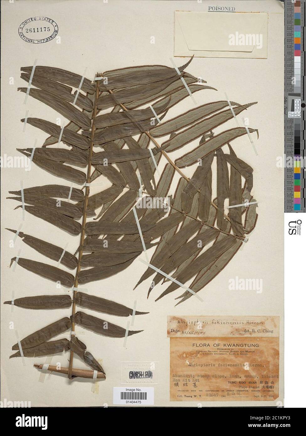 Fokiensis hi-res stock photography and images - Alamy