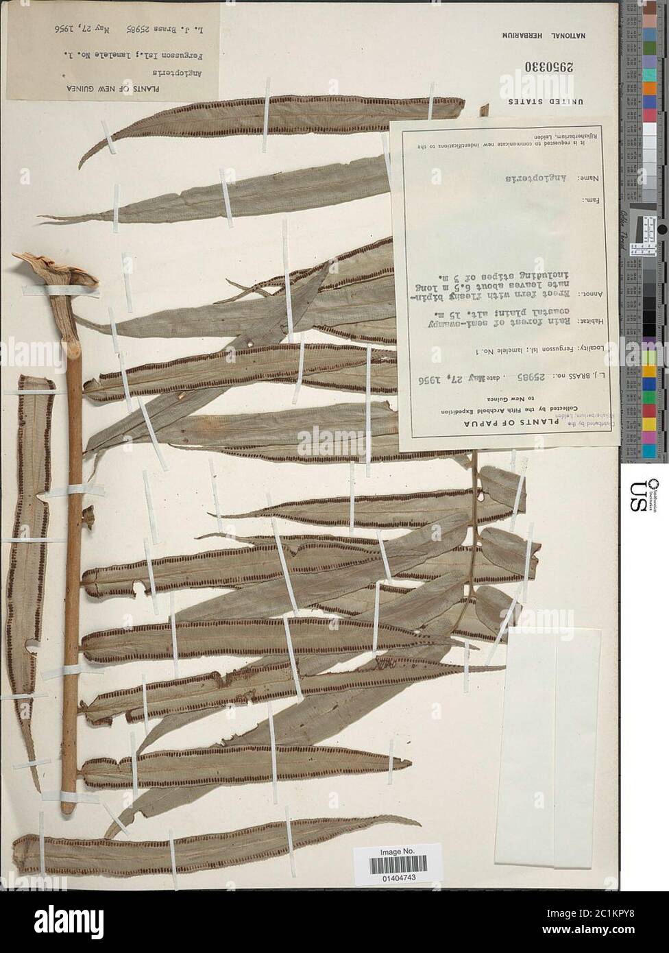 Angiopteris hi-res stock photography and images - Alamy