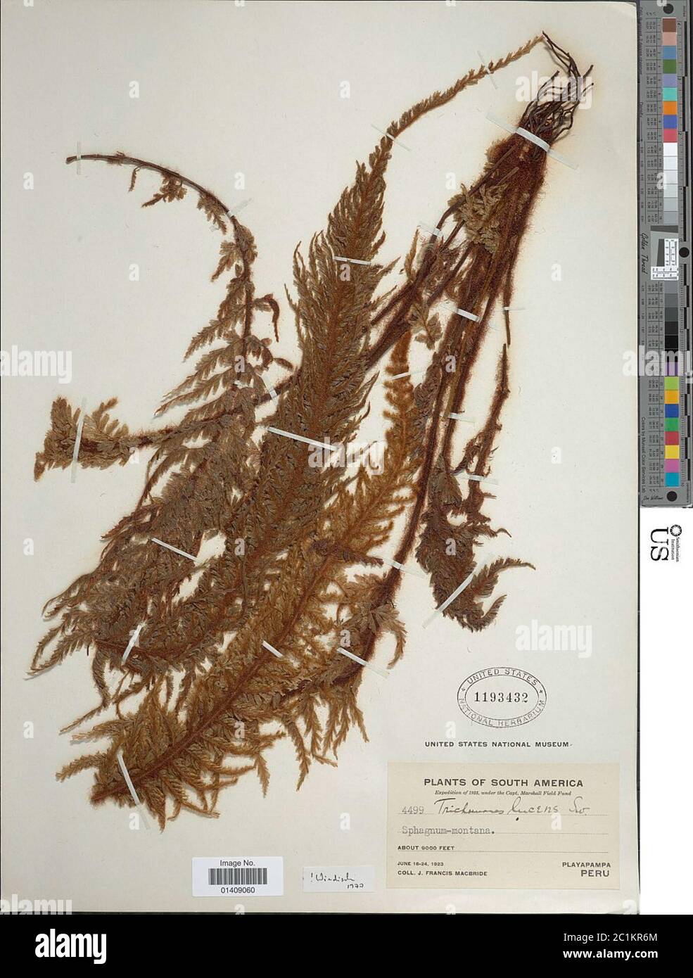 Trichomanes lucens hi-res stock photography and images - Alamy