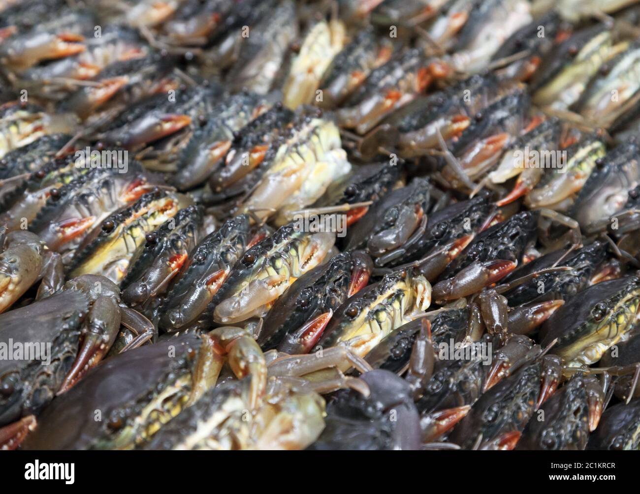 Small black crabs hi-res stock photography and images - Alamy