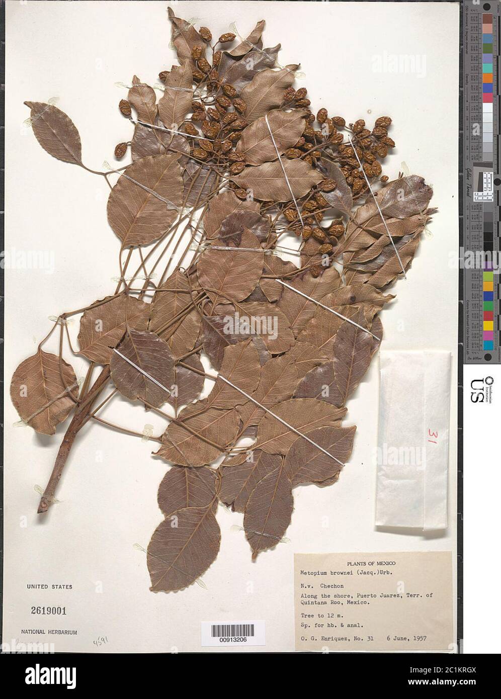 Metopium brownei Jacq Urb Metopium brownei Jacq Urb Stock Photo - Alamy