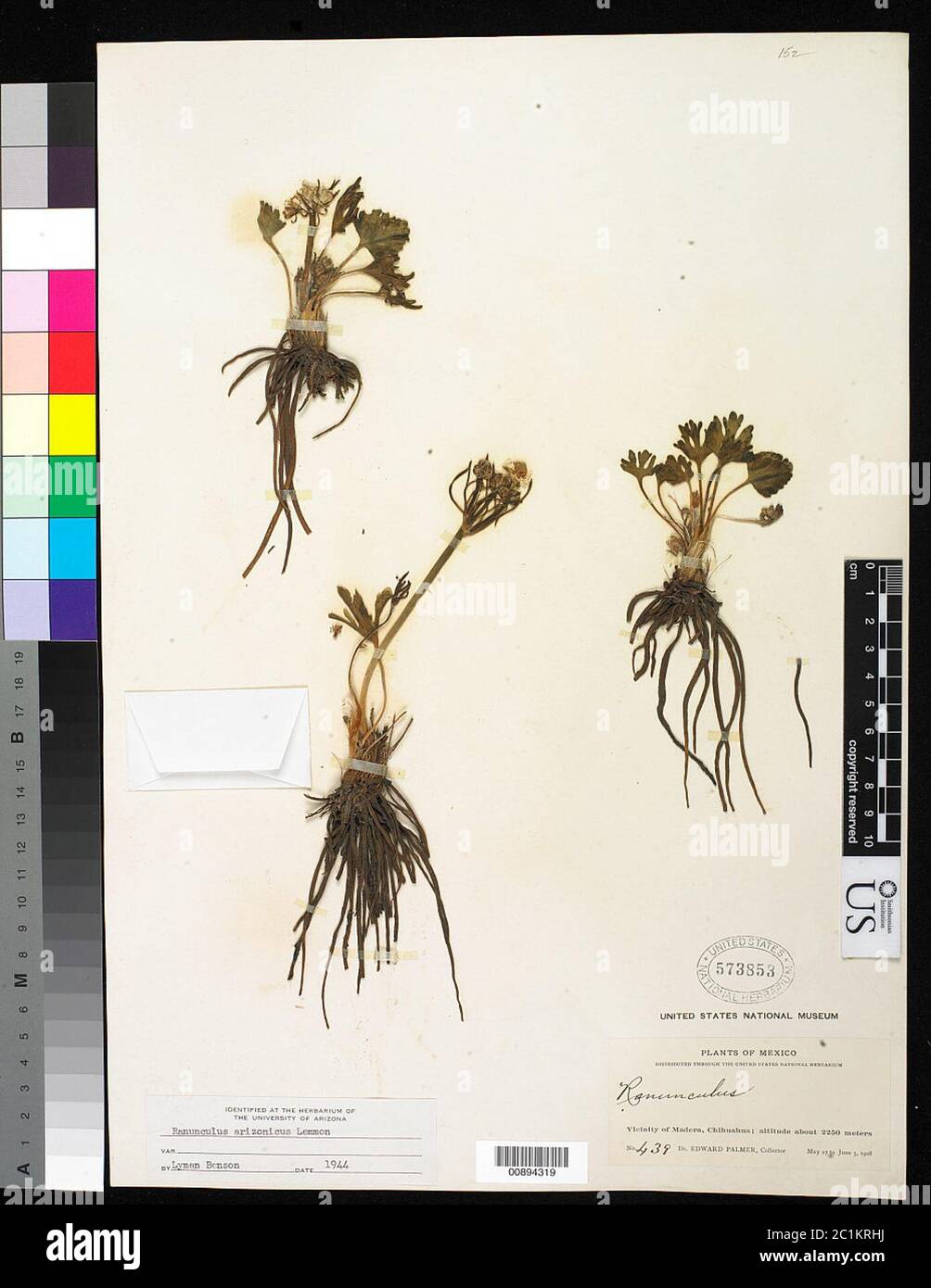 Ranunculus arizonicus Lemmon ex A Gray Ranunculus arizonicus Lemmon ex ...