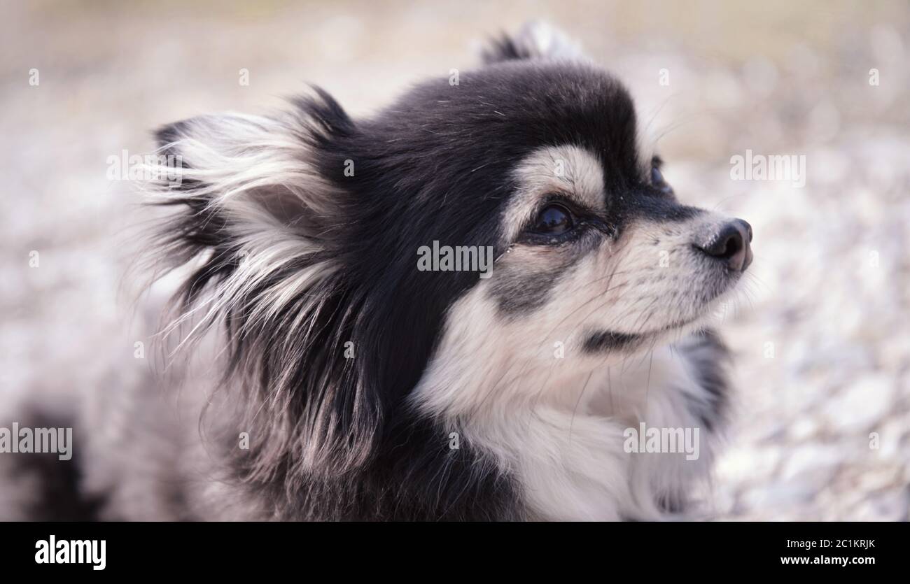 Meet the animal hi-res stock photography and images - Alamy