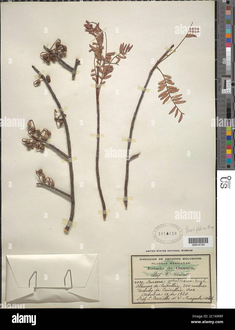 Burseraceae family hi-res stock photography and images - Alamy