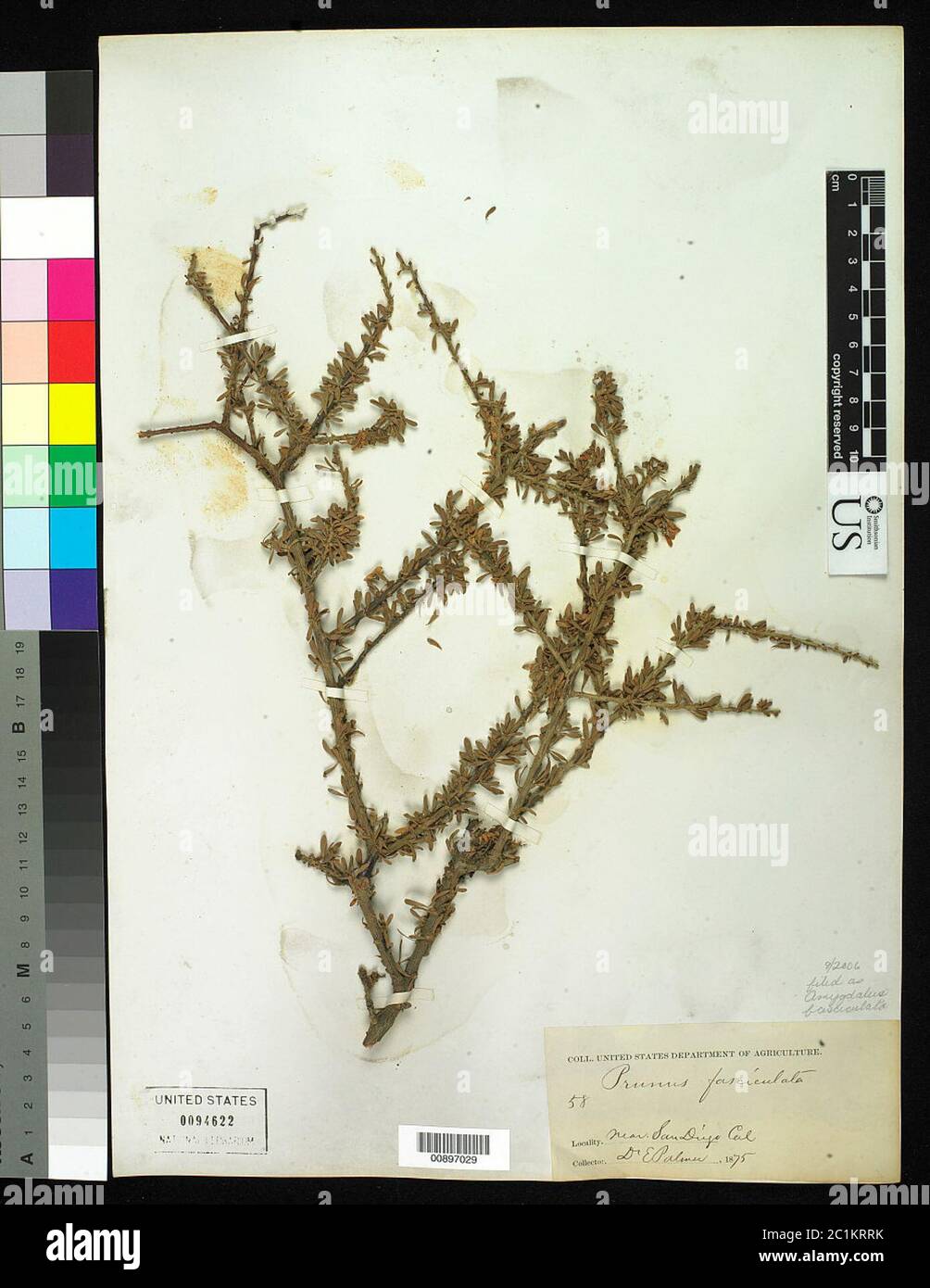 Amygdalus fasciculata Greene Greene Amygdalus fasciculata Greene Greene ...