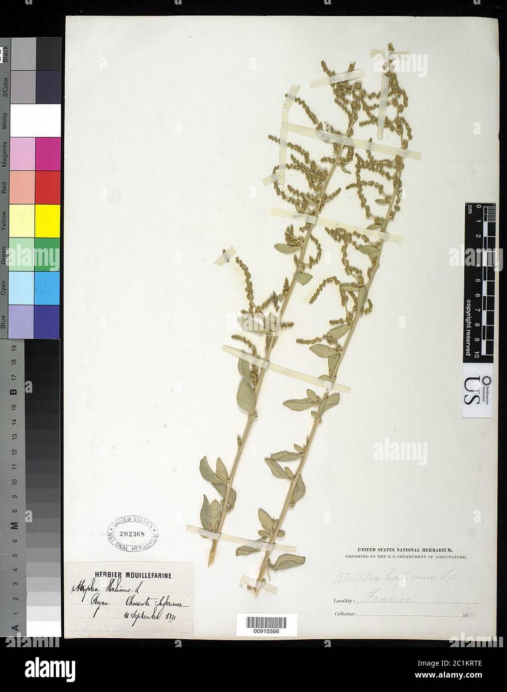 Atriplex halimus L Atriplex halimus L Stock Photo - Alamy