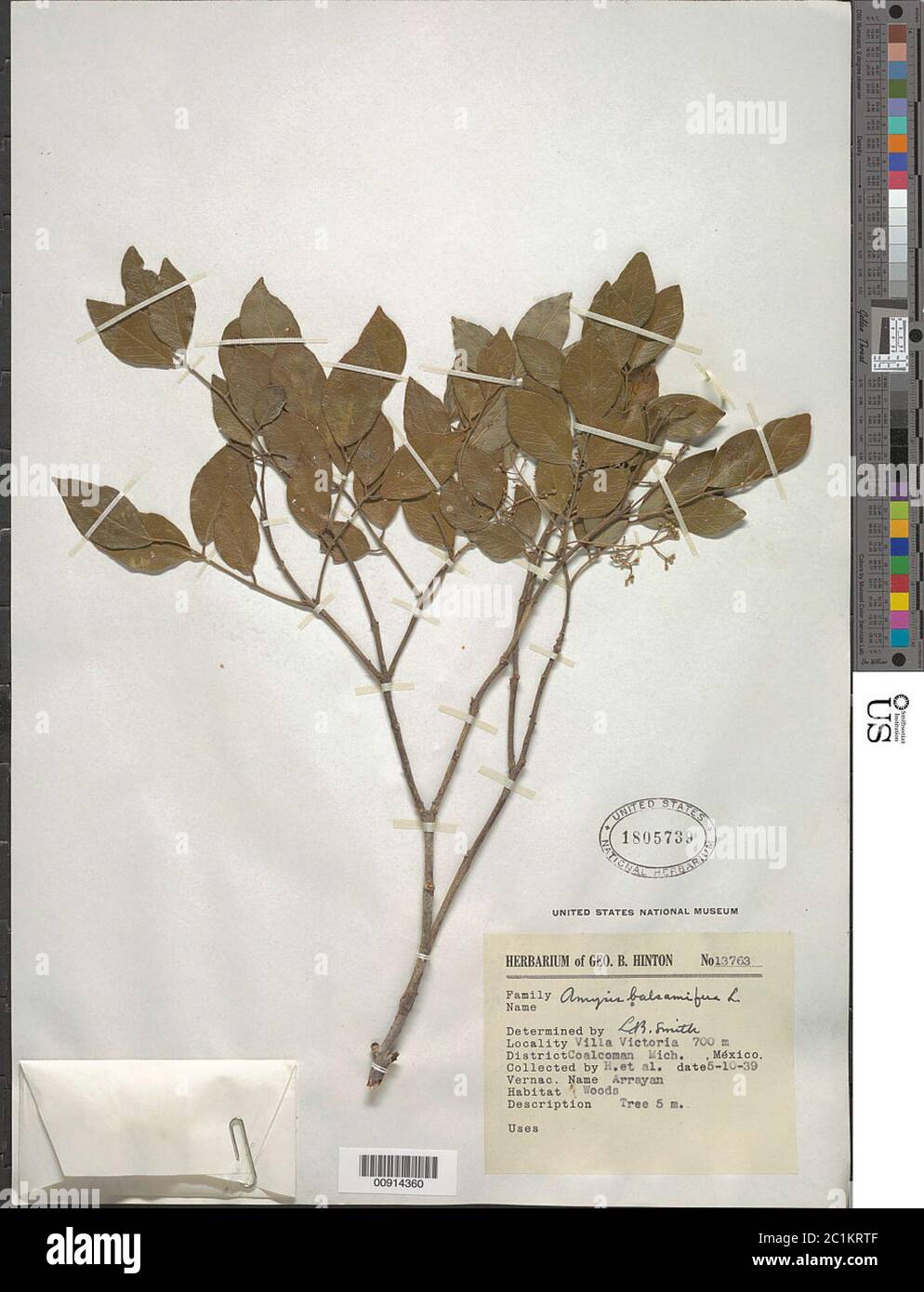 Amyris balsamifera hi-res stock photography and images - Alamy