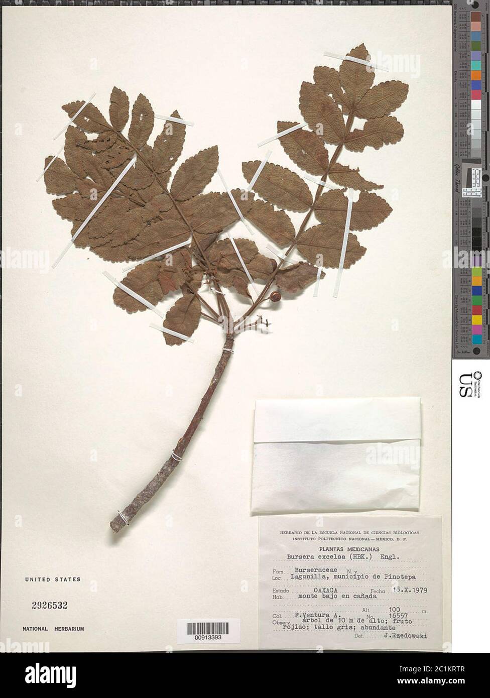 Bursera excelsa Kunth Engl Bursera excelsa Kunth Engl Stock Photo - Alamy