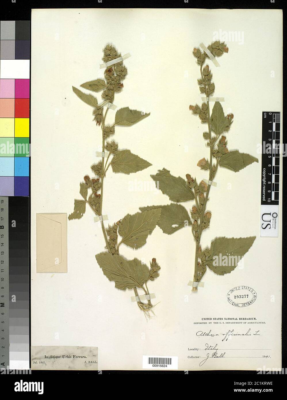 Althaea officinalis L Althaea officinalis L Stock Photo - Alamy