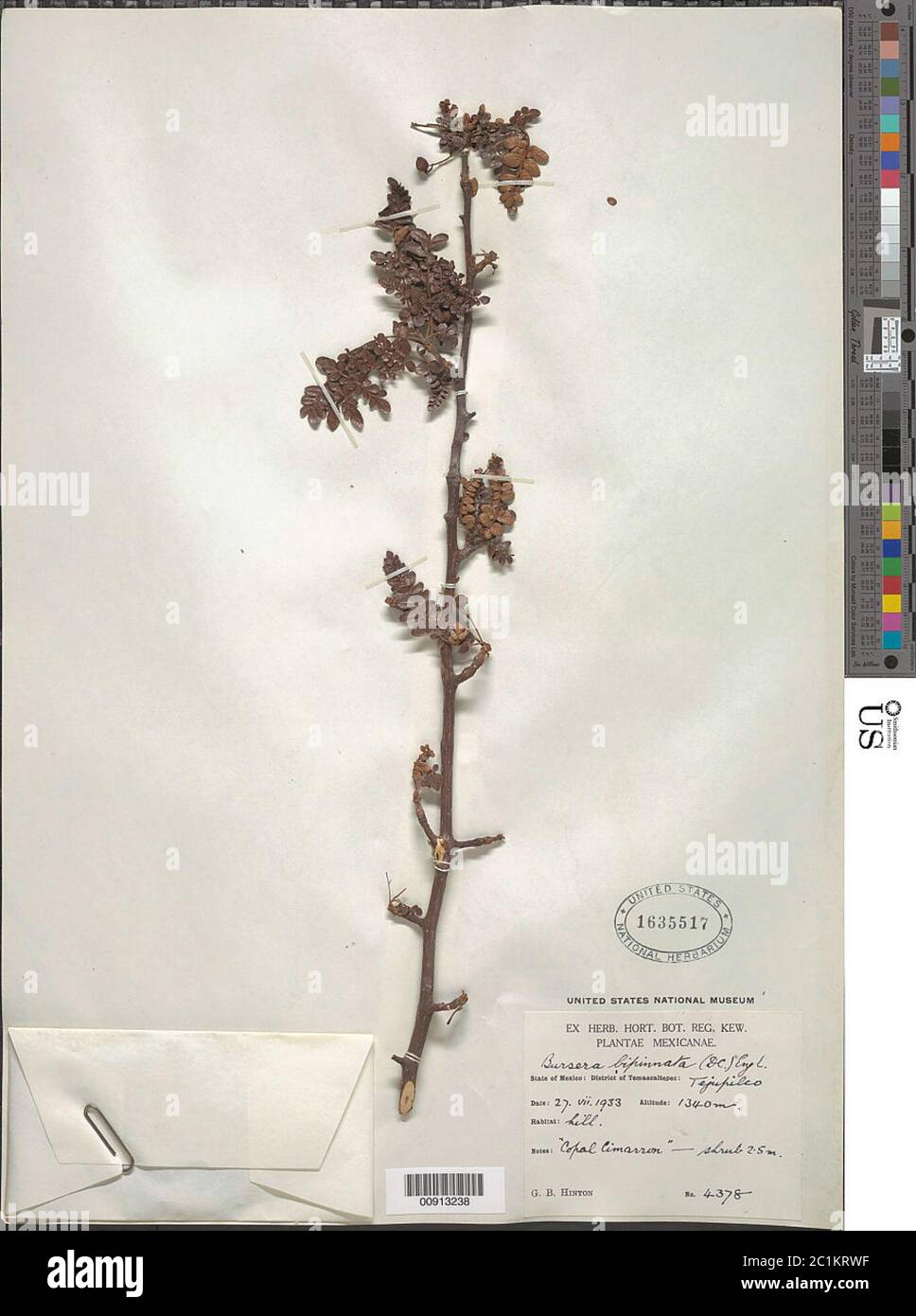 Bursera bipinnata Engl Bursera bipinnata Engl Stock Photo - Alamy