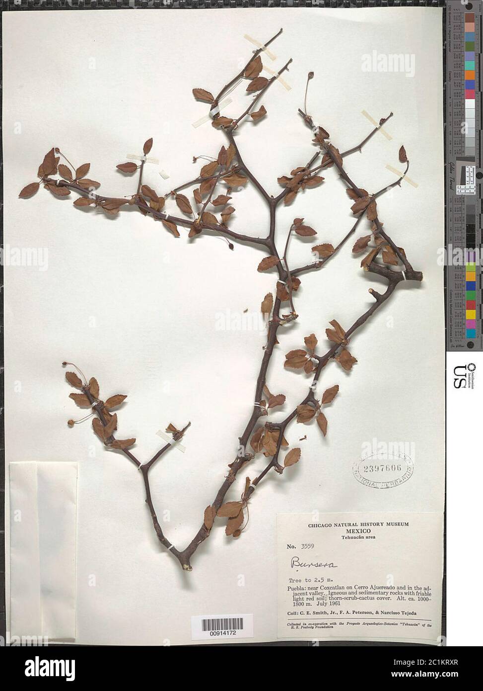 Bursera sp Bursera sp Stock Photo - Alamy