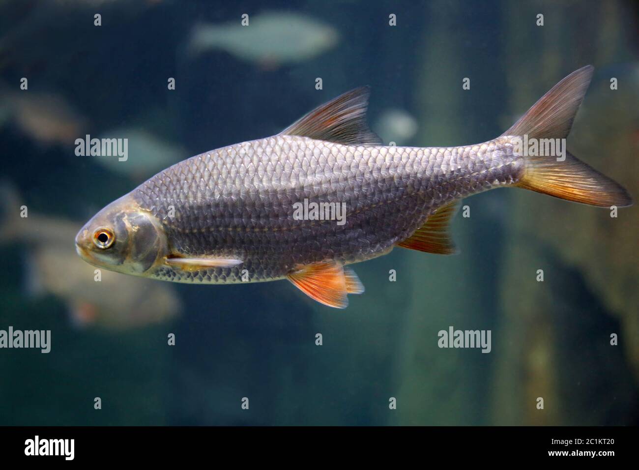 Red feather hi-res stock photography and images - Alamy