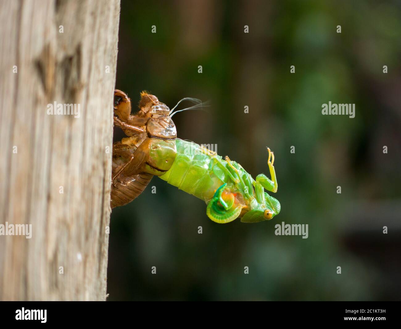Cicada skin moult hi-res stock photography and images - Alamy