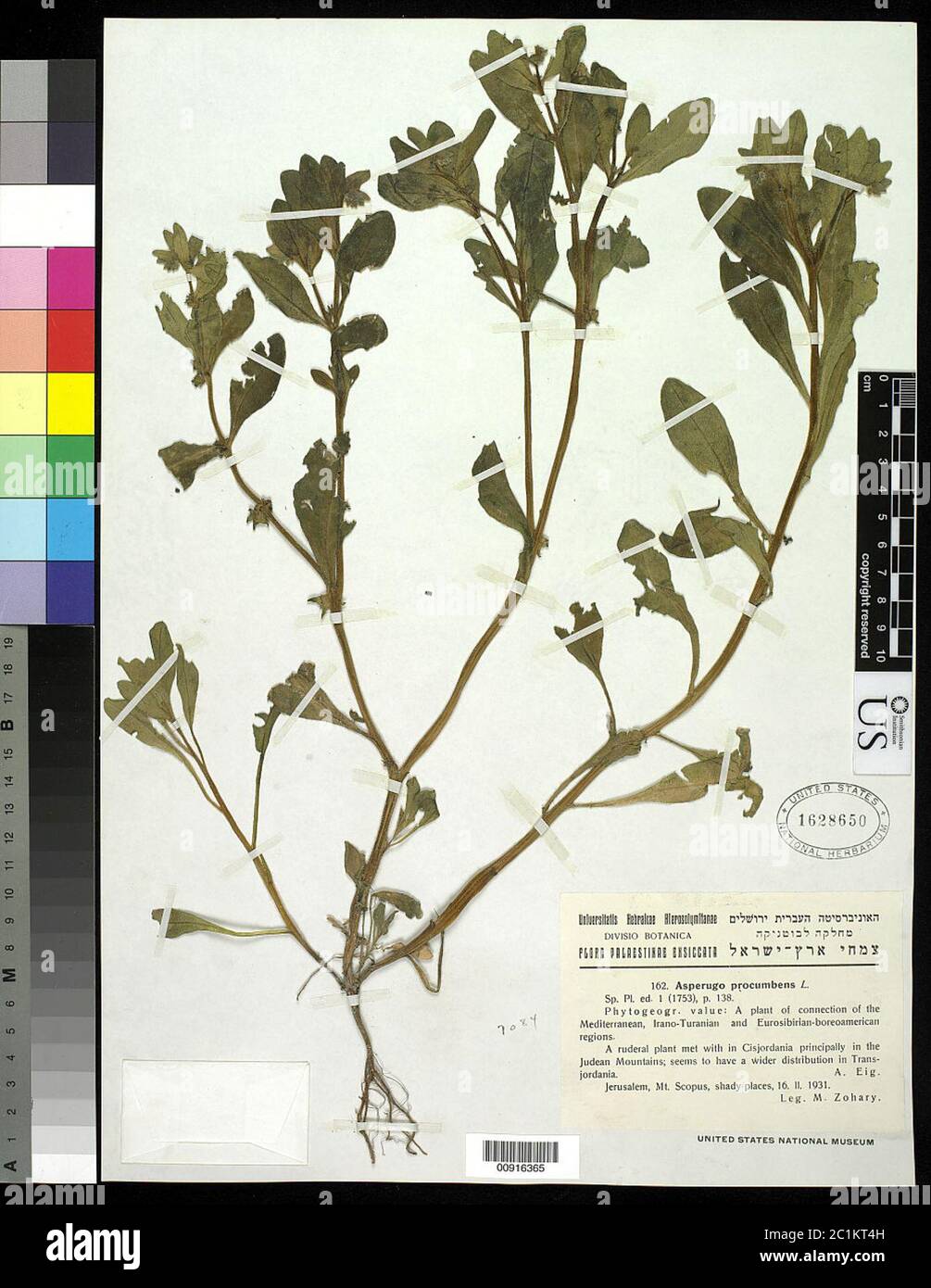 Asperugo procumbens Asperugo procumbens Stock Photo - Alamy