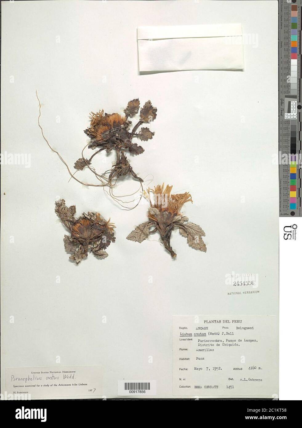 Paranephelius ovatus A Gray ex Wedd Paranephelius ovatus A Gray ex Wedd ...