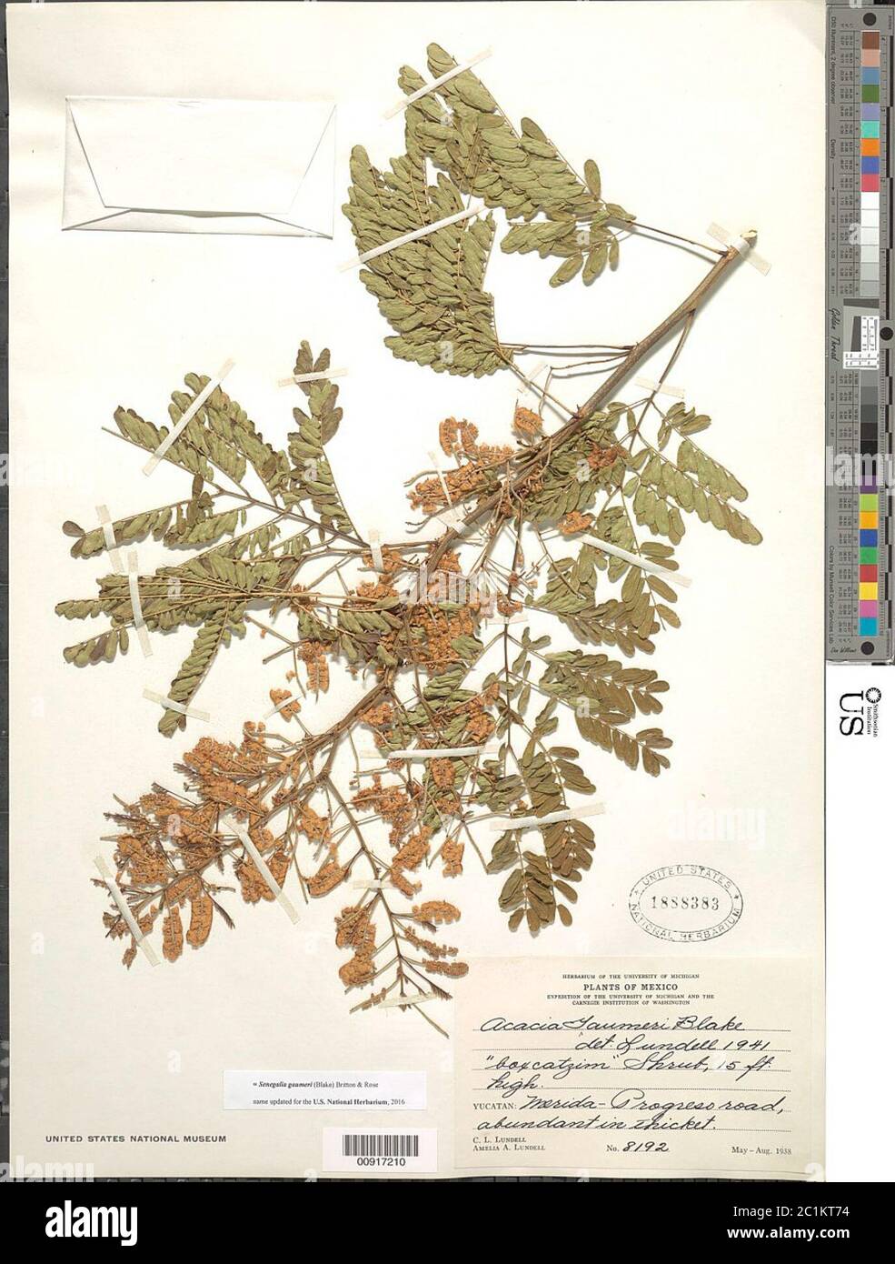Senegalia gaumeri Senegalia gaumeri Stock Photo - Alamy
