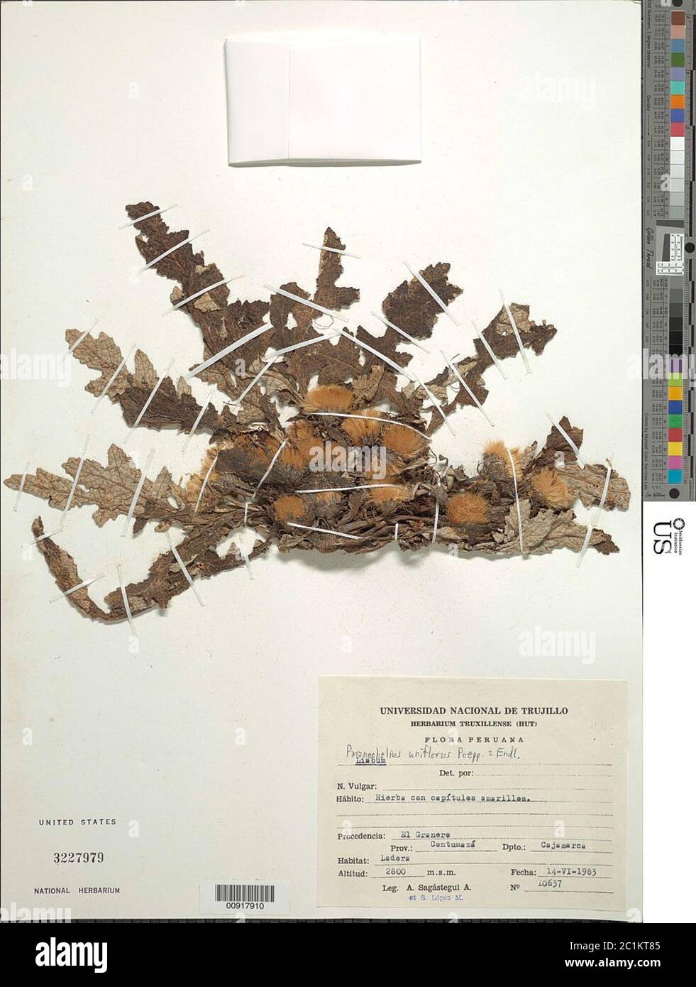 Paranephelius uniflorus Poepp Endl Paranephelius uniflorus Poepp Endl ...