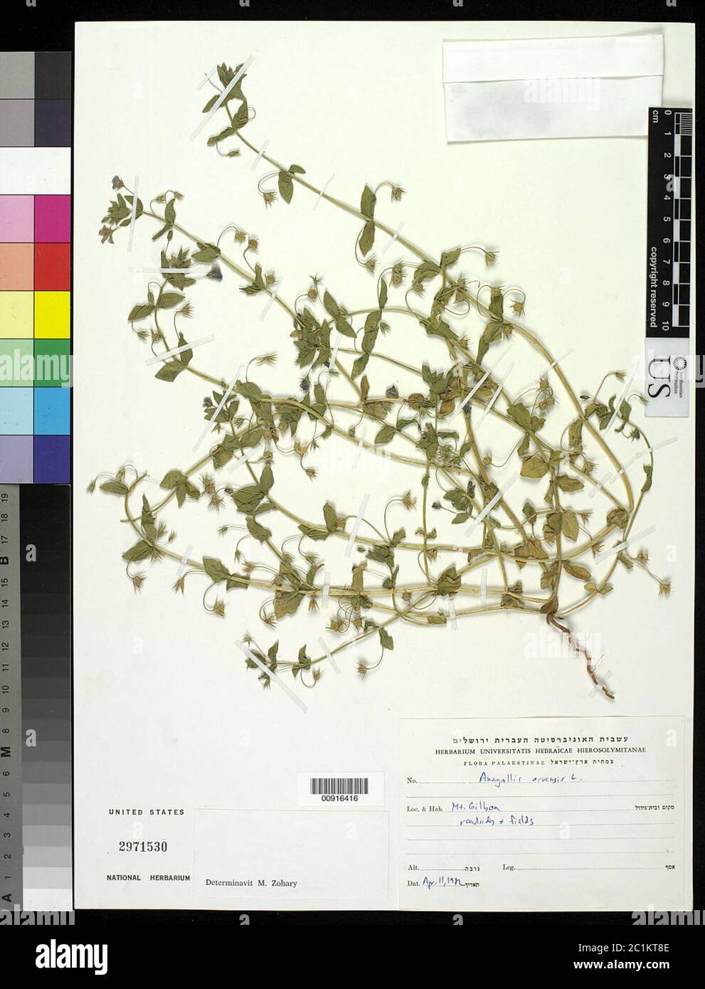 Anagallis arvensis L Anagallis arvensis L Stock Photo - Alamy