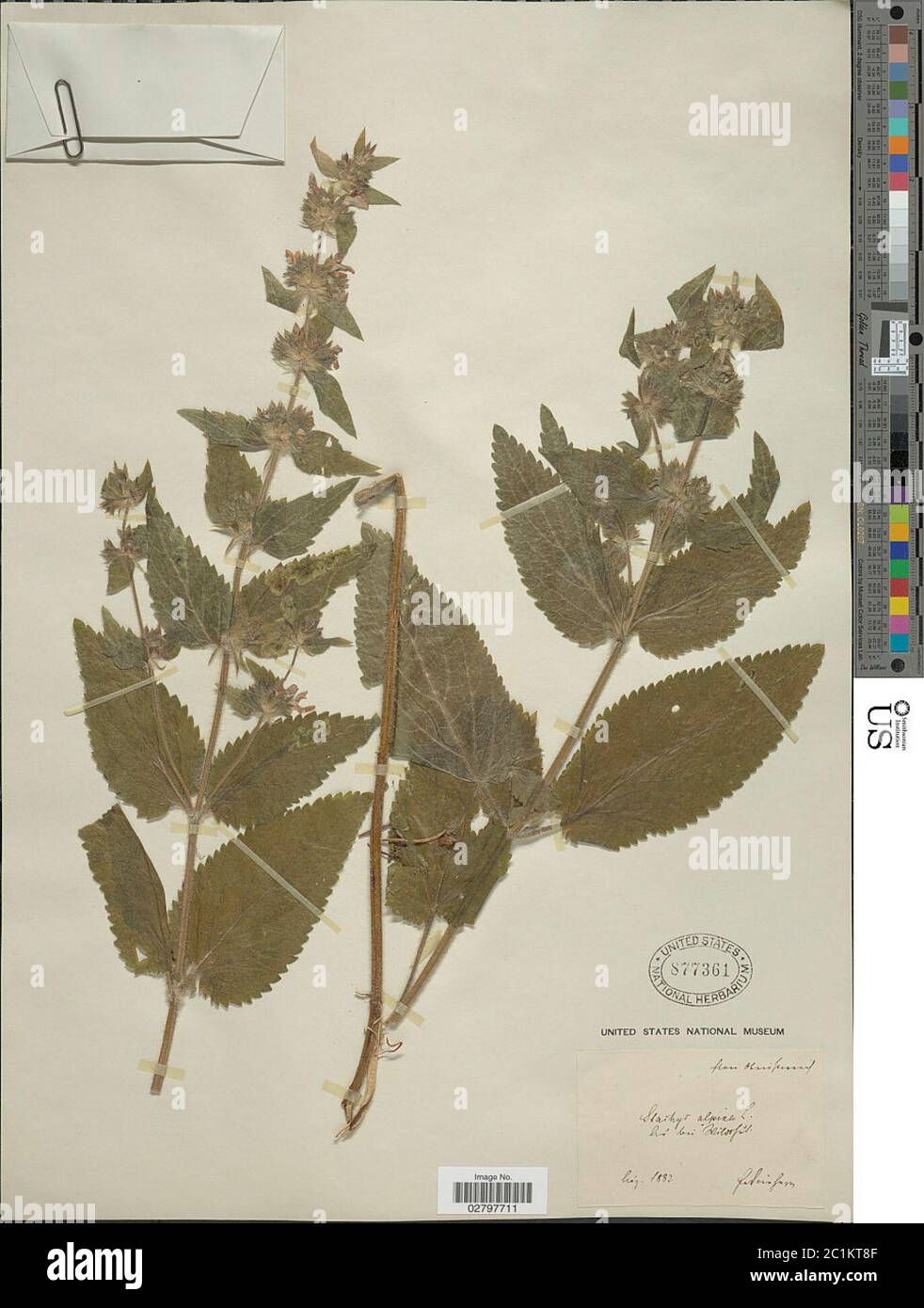 Stachys alpina hi-res stock photography and images - Alamy