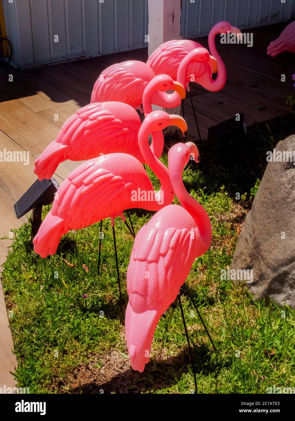 A flock of pink plastic flamingos decorate a garden in Coronado, CA ...