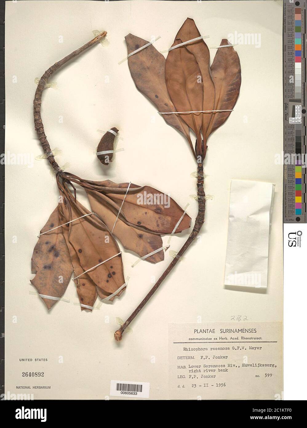 Rhizophora racemosa G Mey Rhizophora racemosa G Mey Stock Photo - Alamy